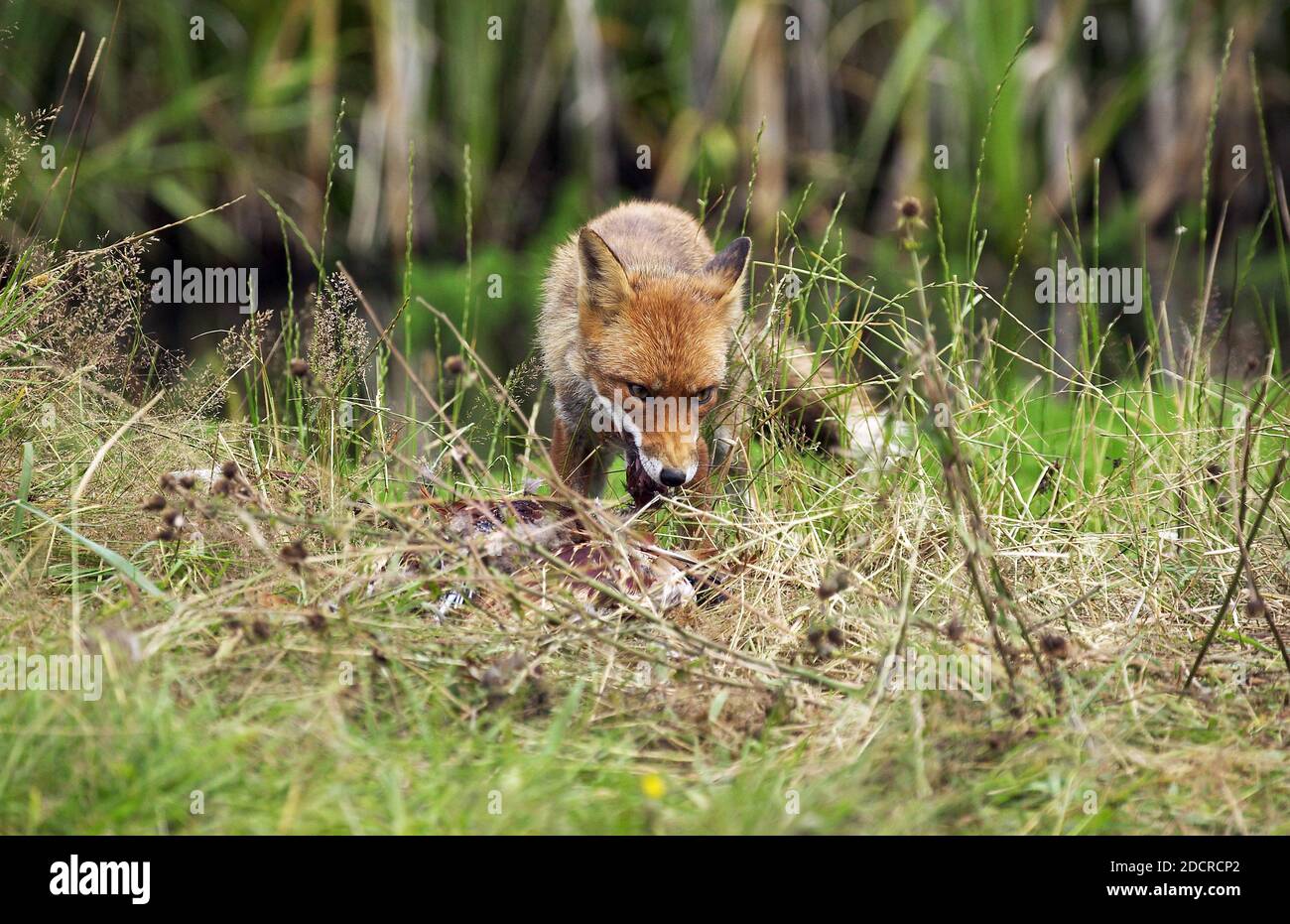 Red Fox, vulpes vulpes, Adult Killing a Common Pheasant phasianus ...