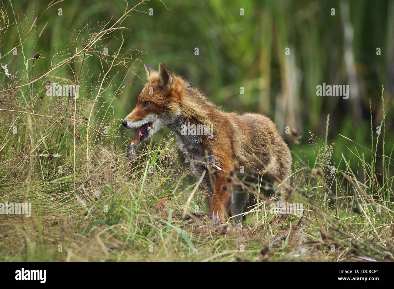 Red Fox, vulpes vulpes, Adult Killing a Common Pheasant phasianus ...