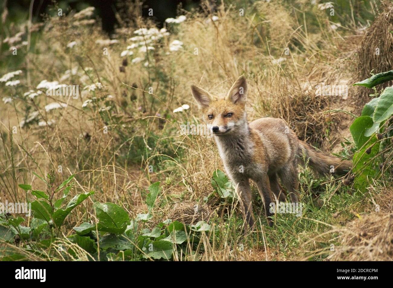 Red Fox, vulpes vulpes, Adult, Normandy Stock Photo - Alamy