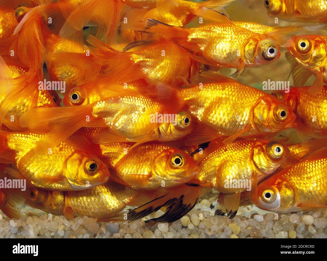 Goldfish, carassius auratus, Adult Stock Photo - Alamy