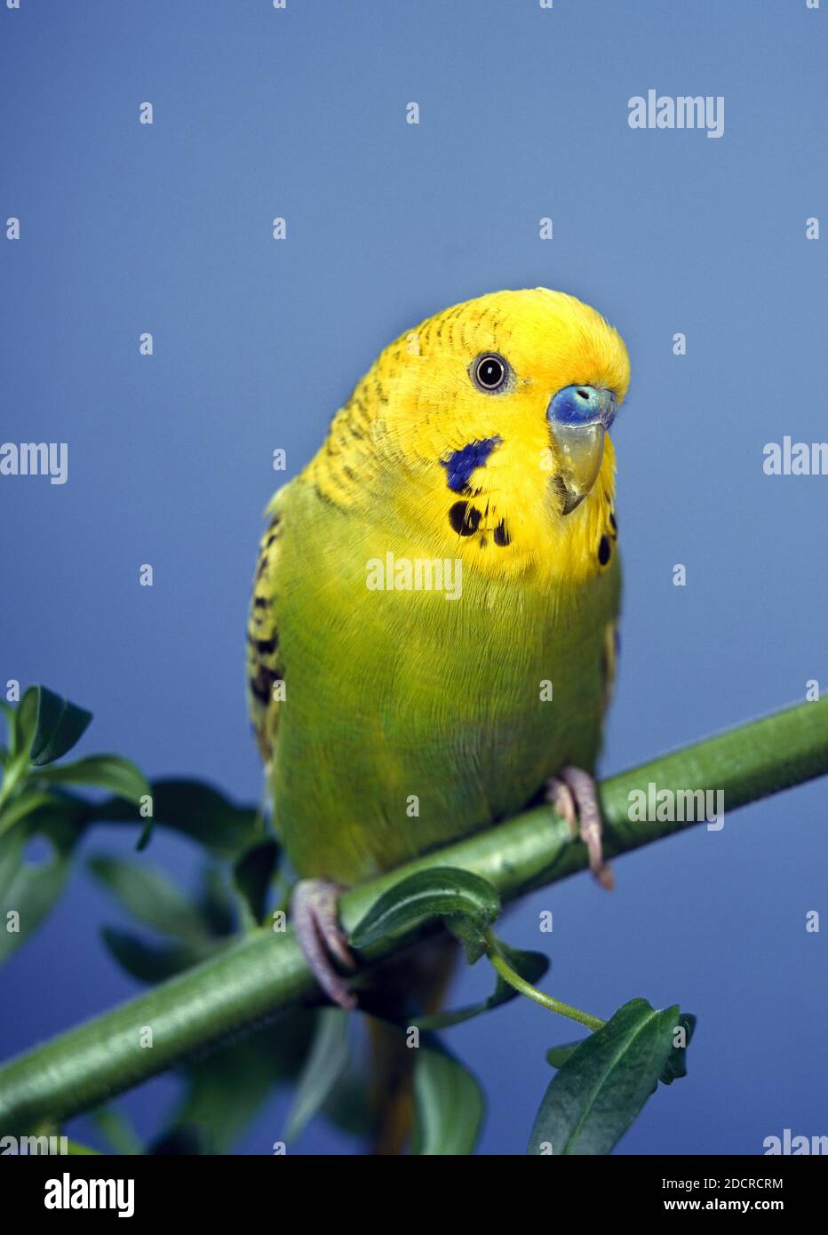 Budgerigar melopsittacus undulatus adult hi-res stock photography and ...