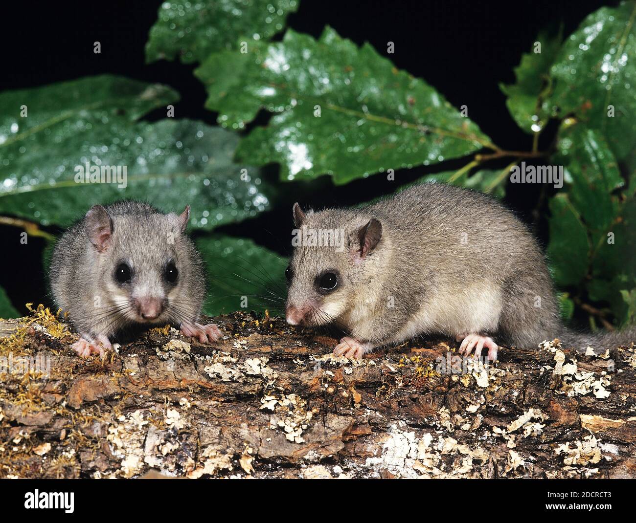 Edible Dormouse, glis glis, Pair Stock Photo - Alamy