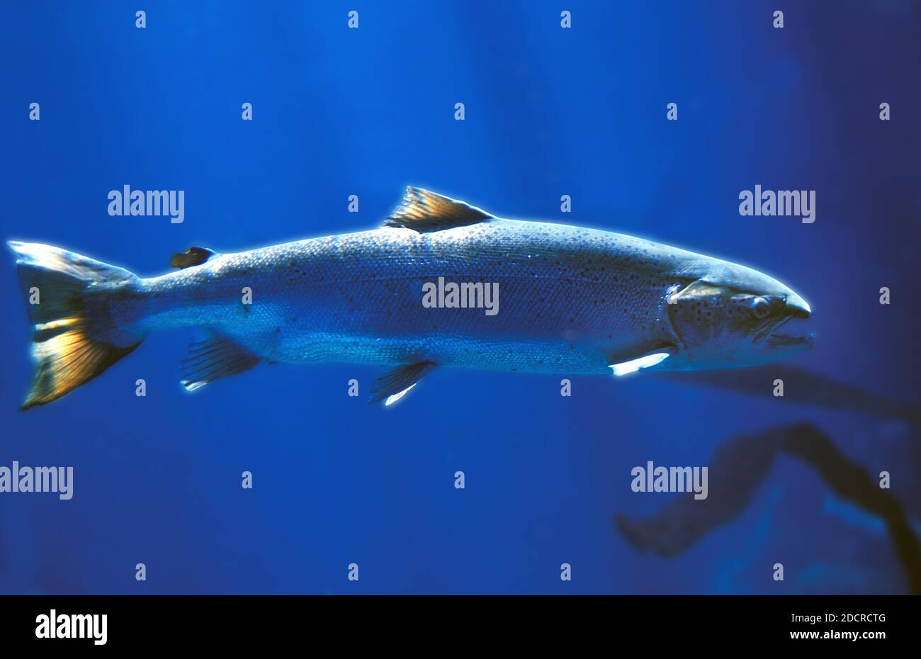 Atlantic Salmon, salmo salar, Quebec Stock Photo - Alamy
