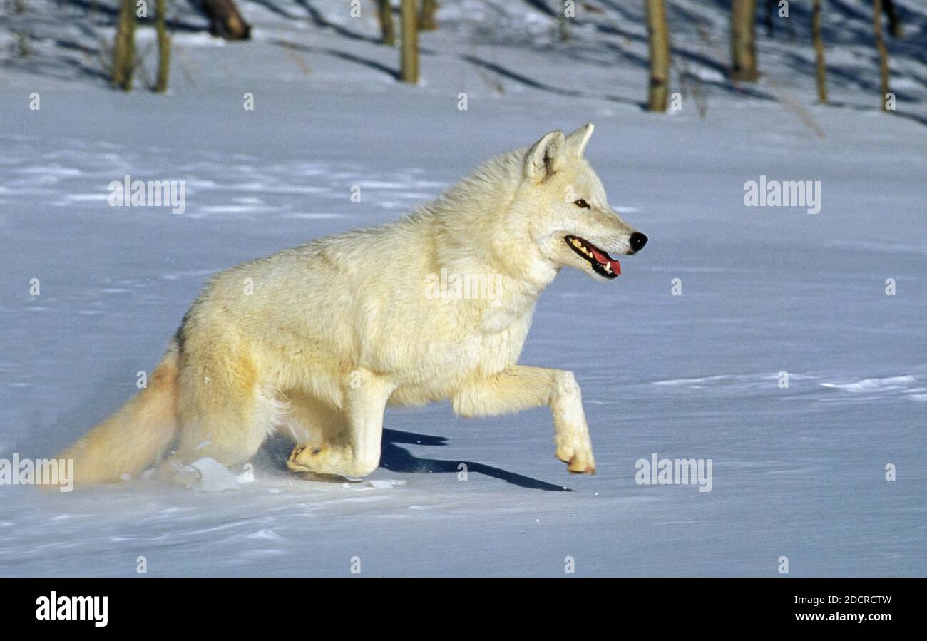 Arctic Wolf, canis lupus tundrarum, Adulte running on Snow, Canada ...