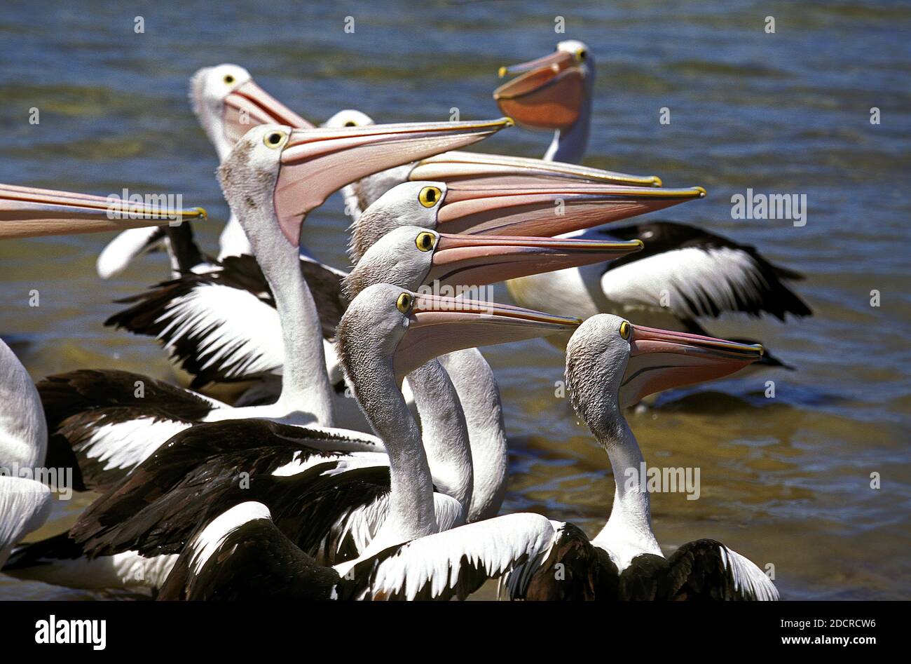 Australian Pelican, pelecanus conspicillatus, Group of Adults Stock ...