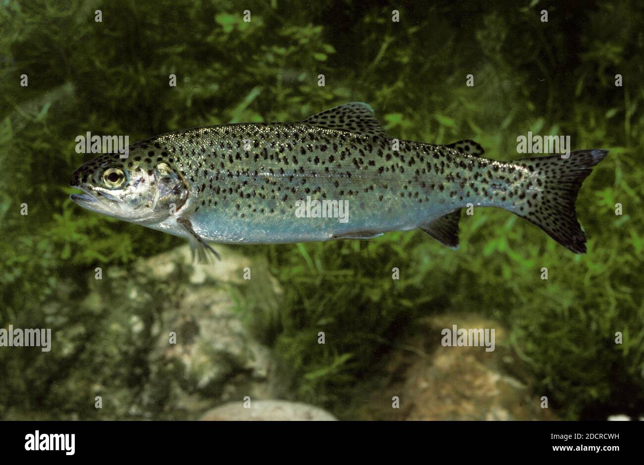 Rainbow Trout, salmo gairdneri Stock Photo - Alamy