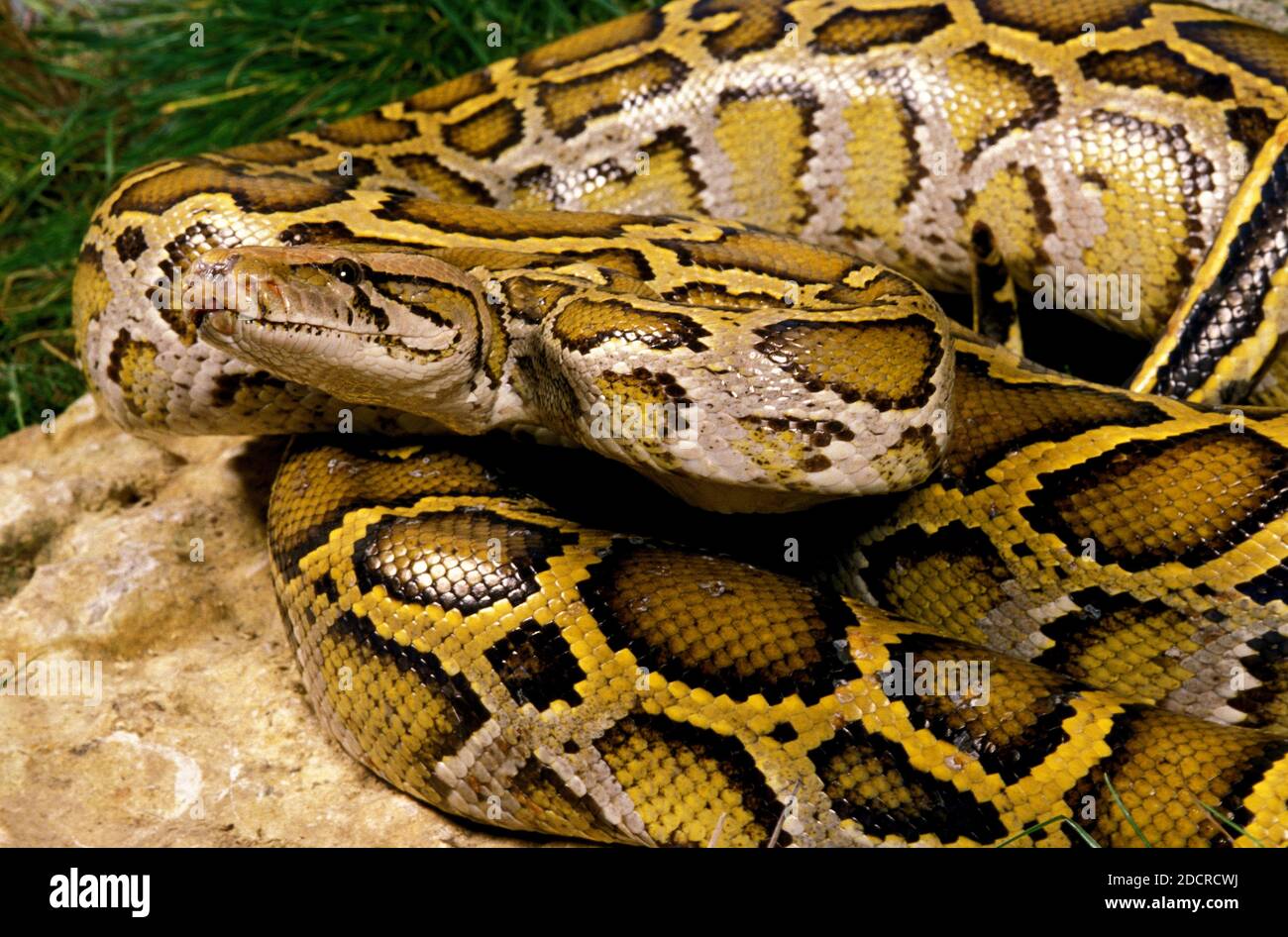 Indian Python, python molurus, Adult Stock Photo - Alamy Indian Python, python molurus, Adult Stock Photo - Alamy