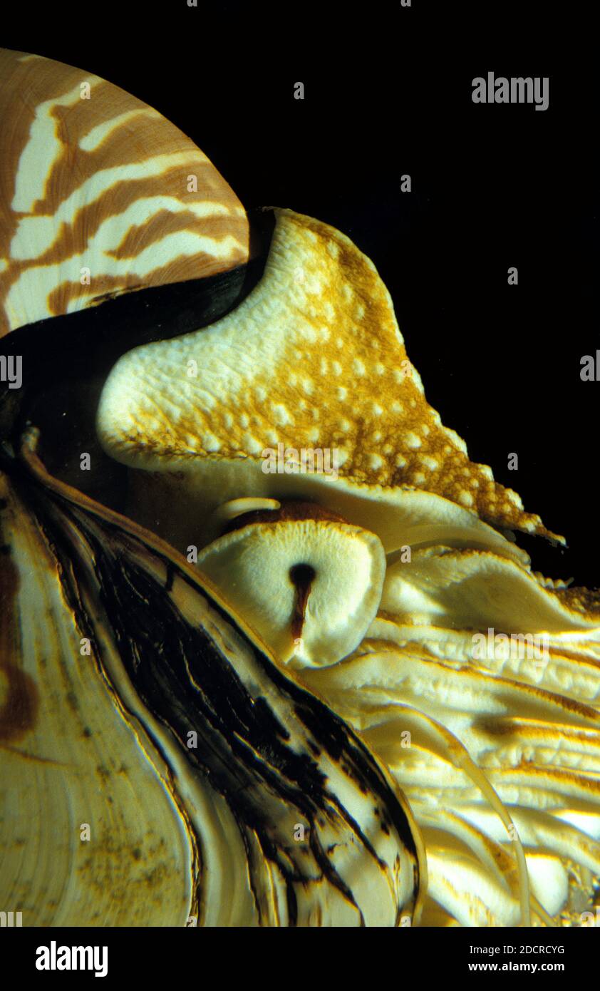 Nautilus Eye High Resolution Stock Photography and Images - Alamy