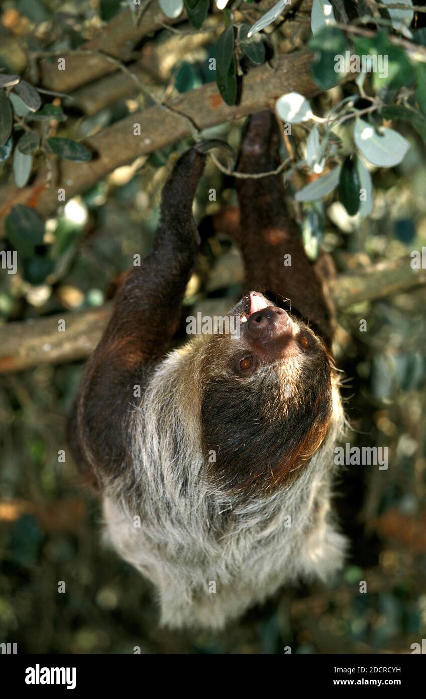 Maned Three Toed Sloth, bradypus torquatus, Adult hanging from Branch ...