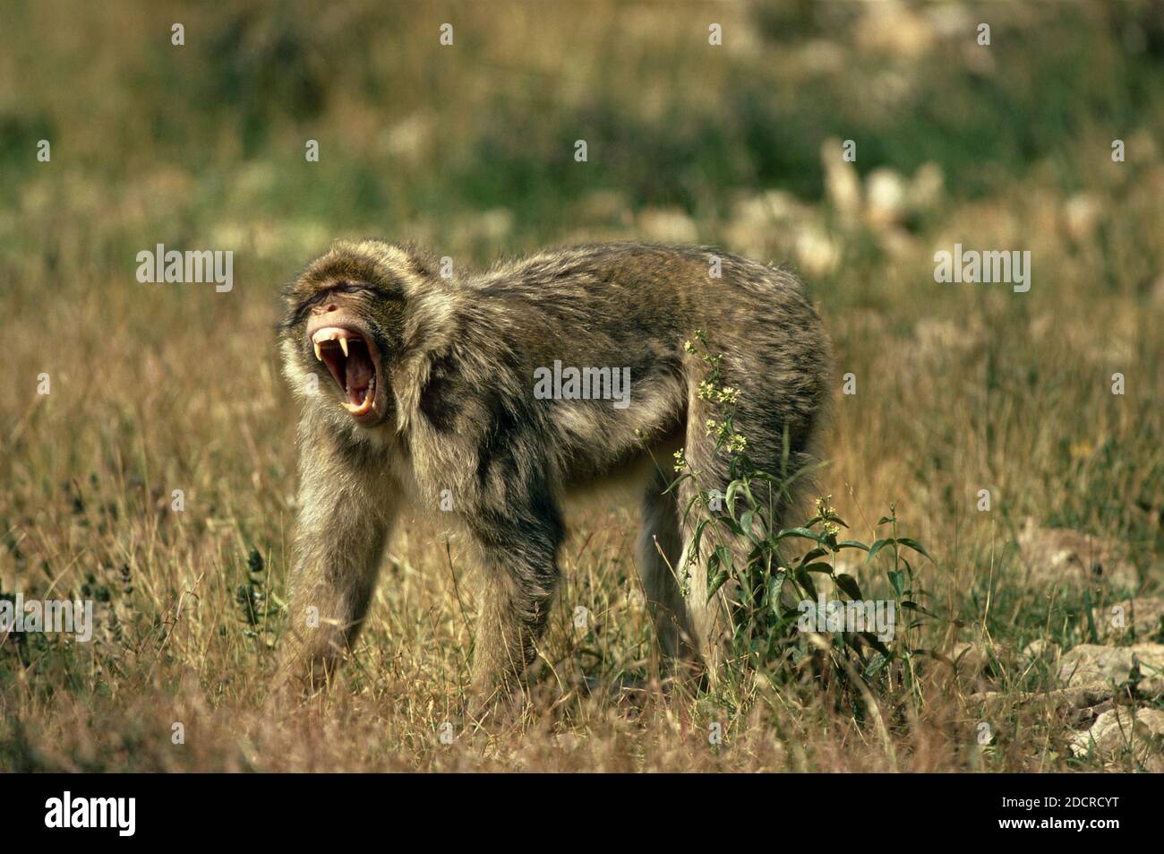 Monkey aggressive behaviour hi-res stock photography and images - Alamy