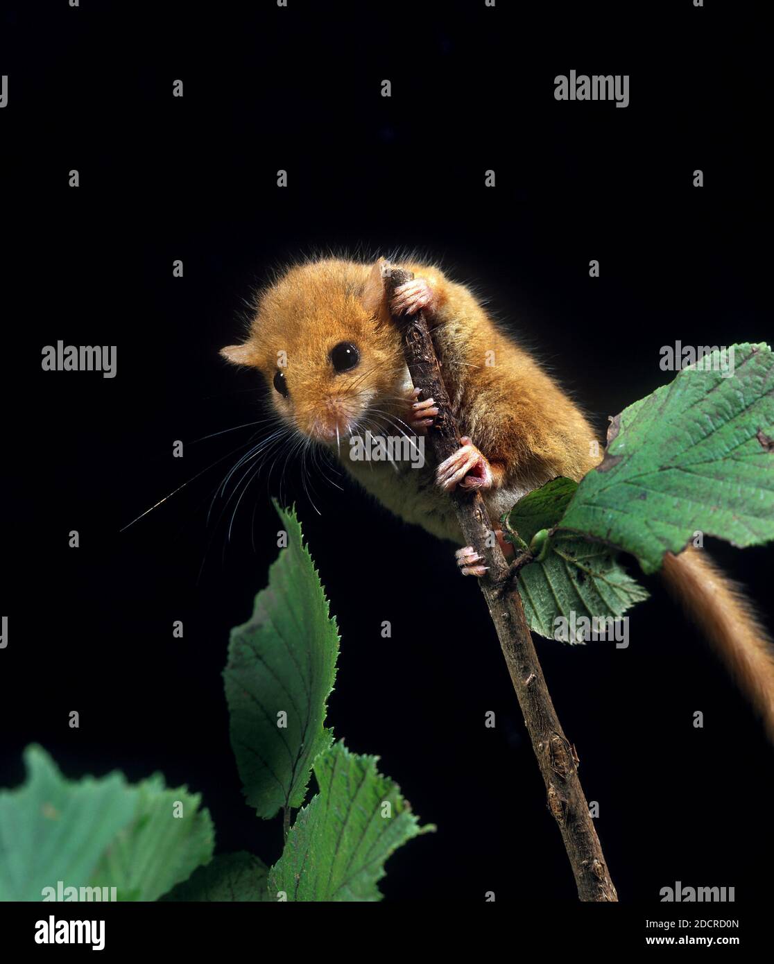 Common Dormouse, muscardinus avellanarius, Adult hanging from Branch ...