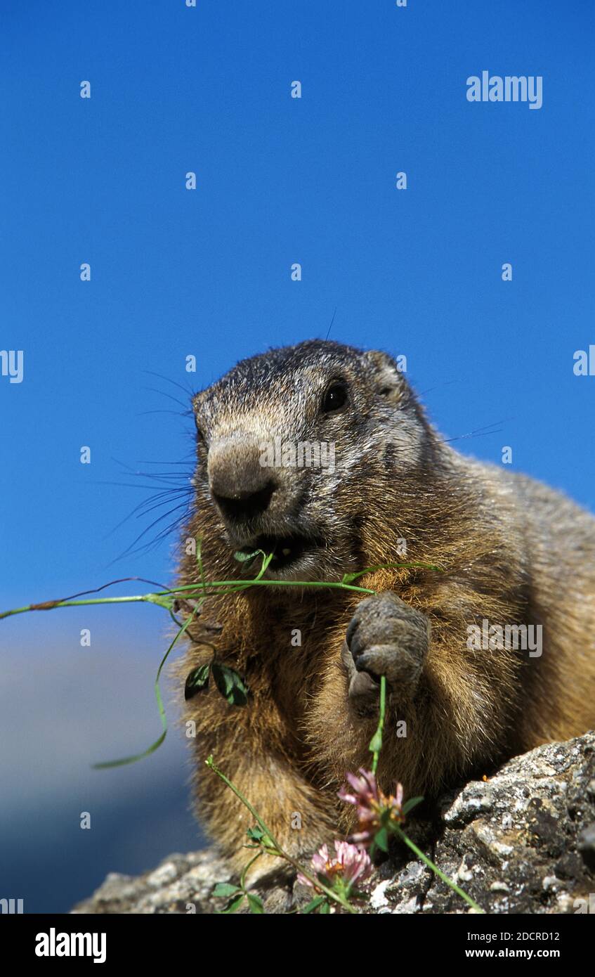Alpine Marmot, marmota marmota, Adult eating, French Alps Stock Photo - Alamy