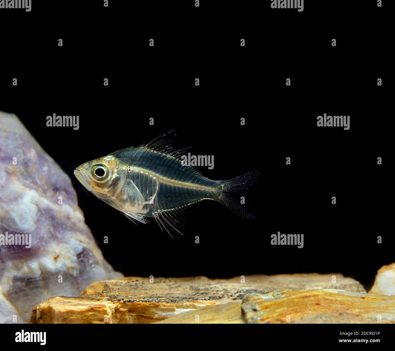 Glassfish, chanda lala, Adult Stock Photo - Alamy