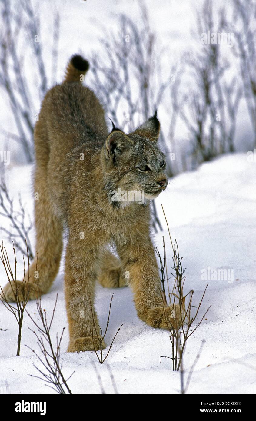 Canadian Lynx, lynx canadensis, Adult standing in Snow Stock Photo - Alamy