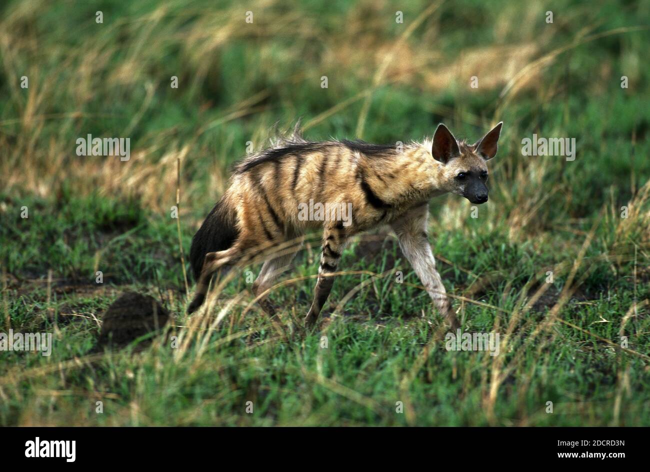 Aardwolf, proteles cristatus, Adult walking through Savannah, Kenya ...