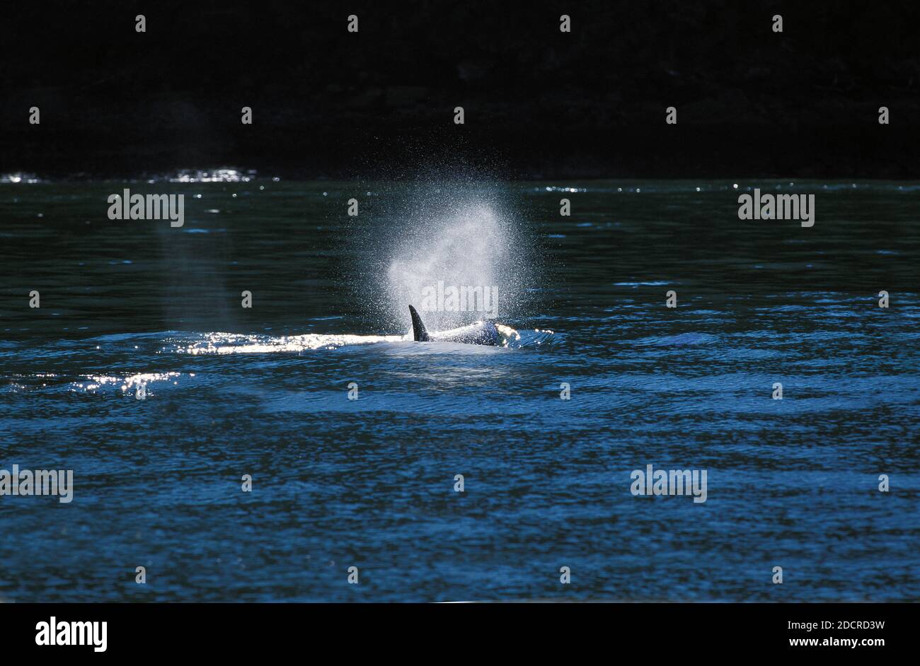 Killer Whale, orcinus orca, Dorsal Fin of Adult, Canada Stock Photo - Alamy