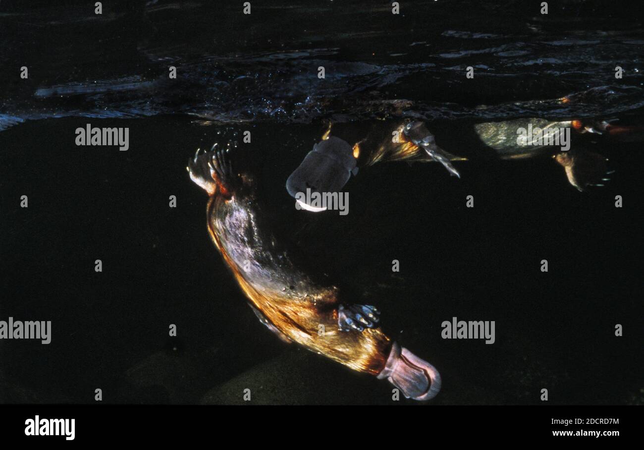 Platypus, ornithorhynchus anatinus, Pair displaying just before Mating ...