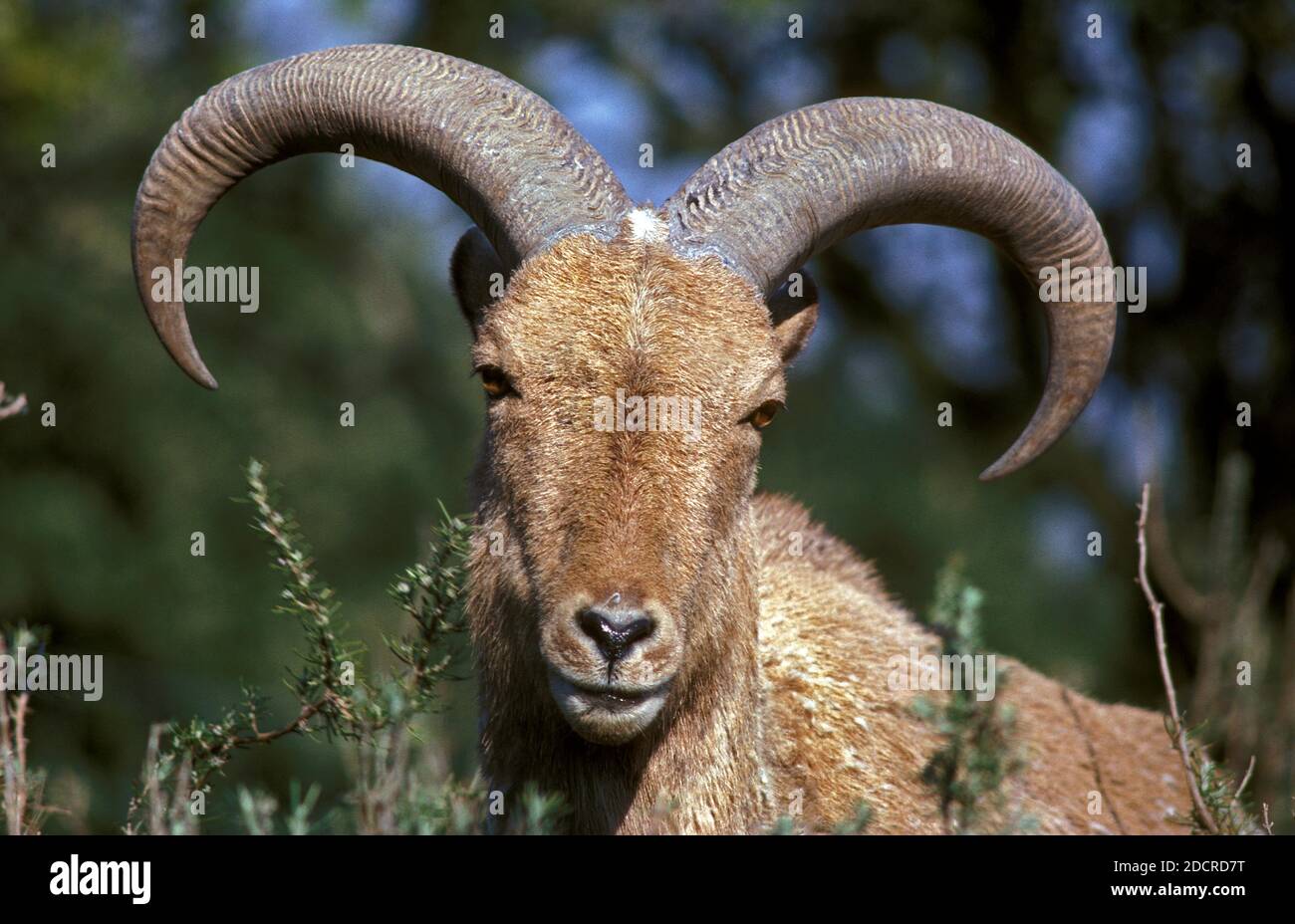 Morocco barbary sheep hi-res stock photography and images - Alamy