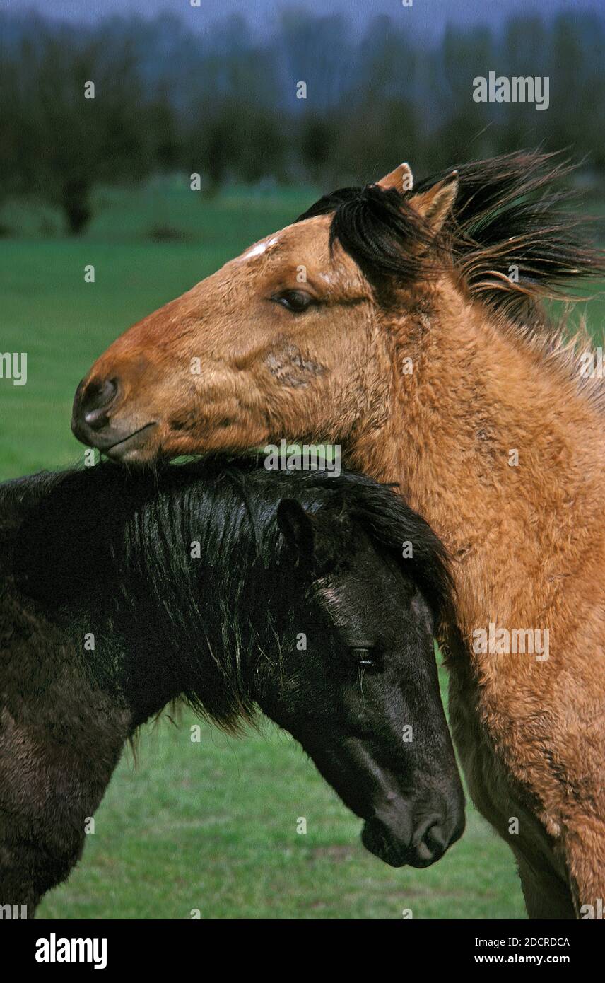French Saddle Pony, Portrait of Adult Stock Photo - Alamy