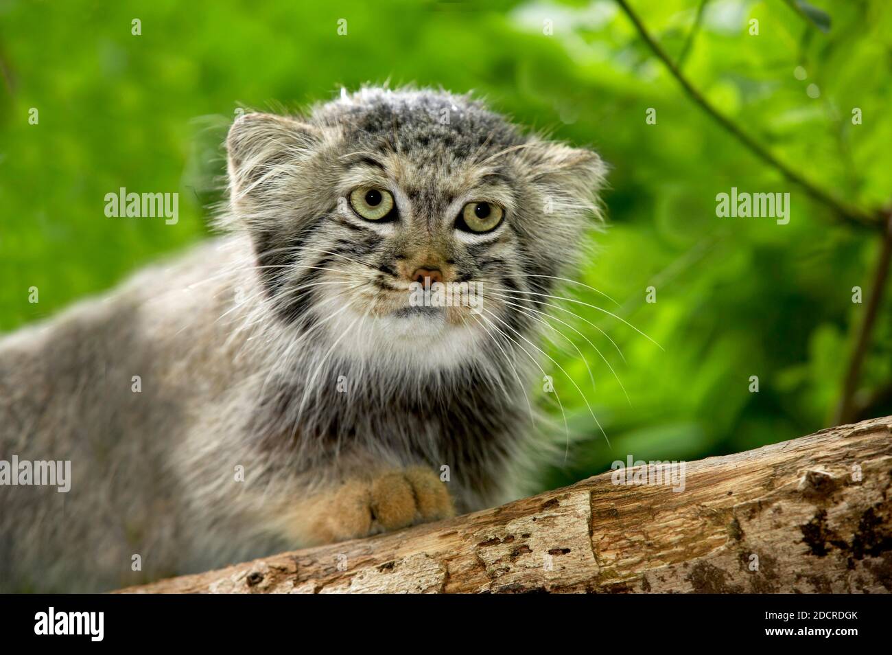 Manul or Pallas's Cat, otocolobus manul, Portrait of Adult Stock Photo ...