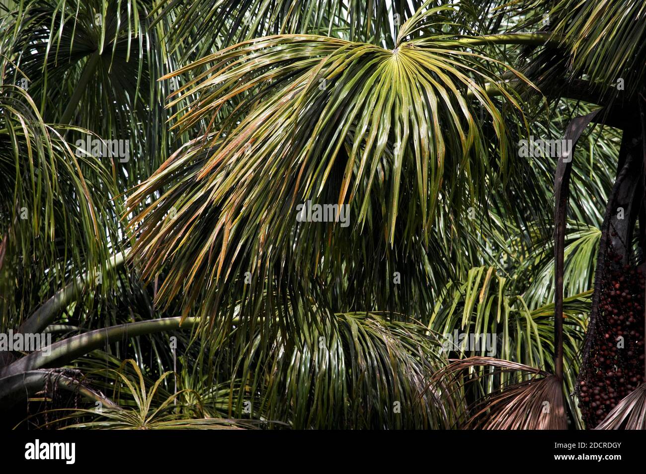 Palm Tree, Orinoco Delta in Venezuela Stock Photo - Alamy