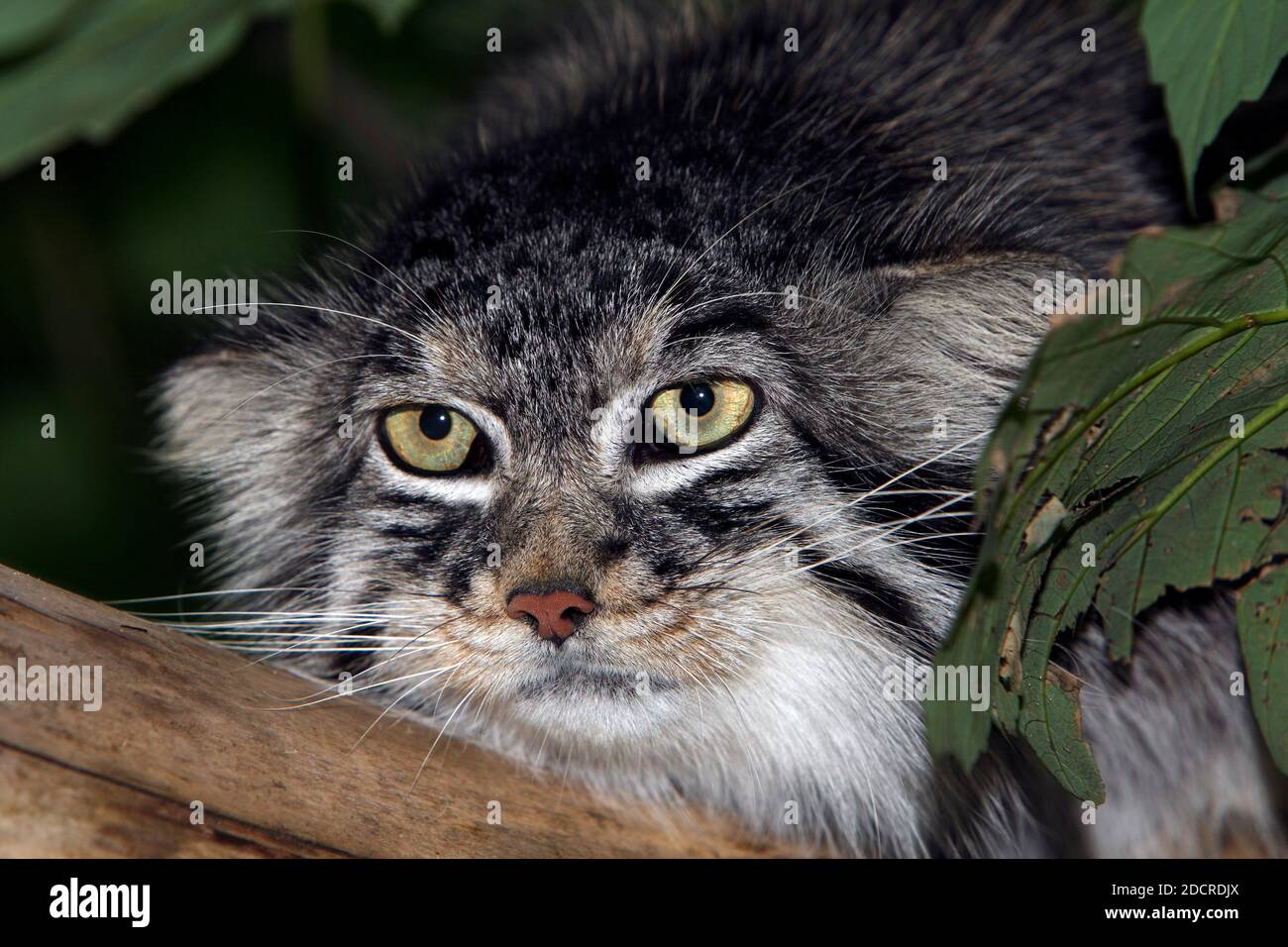 Manul or Pallas's Cat, otocolobus manul, Portrait of Adult Stock Photo ...