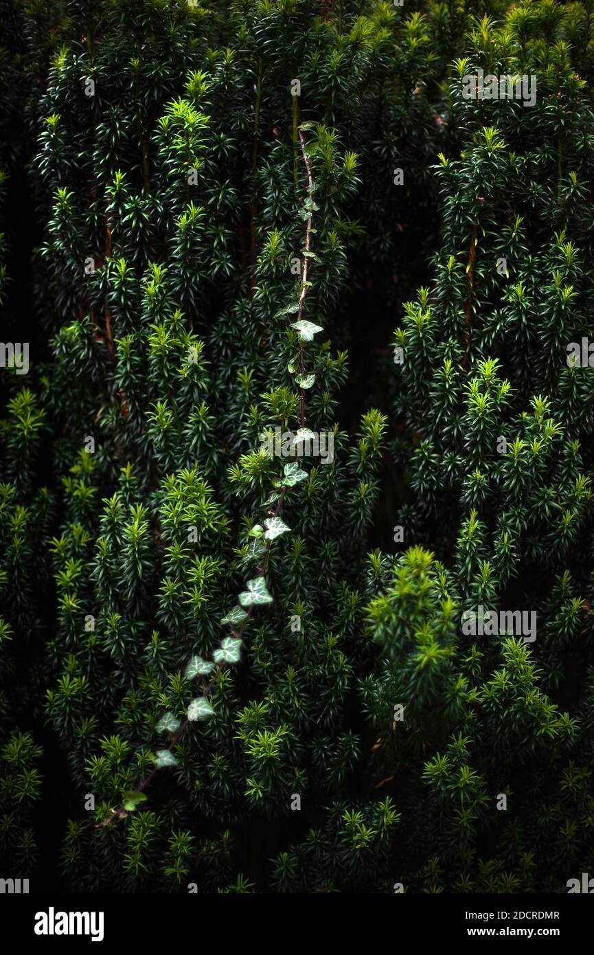 String of Ivy growing on Pine tree Stock Photo - Alamy
