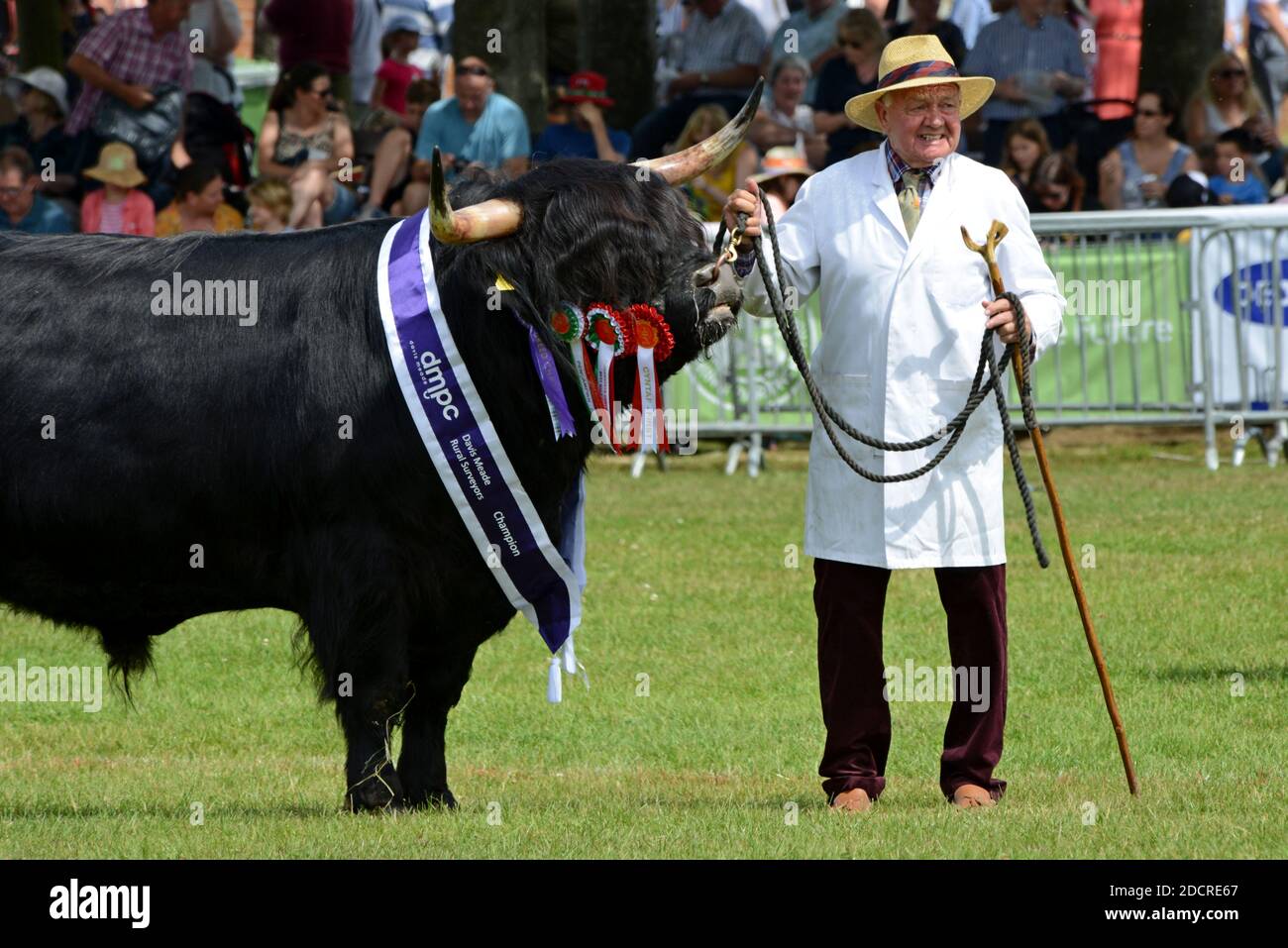 Prize winning bull in the show ring at the 100th Royal Welsh Show 2019 ...