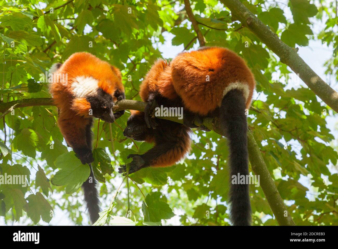 Red ruffed lemur (Varecia rubra); Zoom; Gelsenkirchen; Germany Stock ...