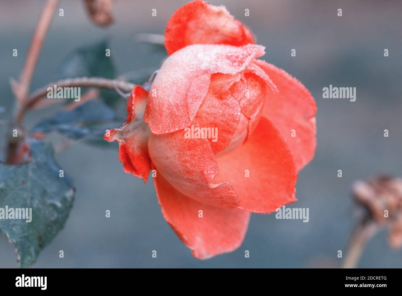 Beautiful coral roses flowers in garden close up. Tinted effect Stock ...