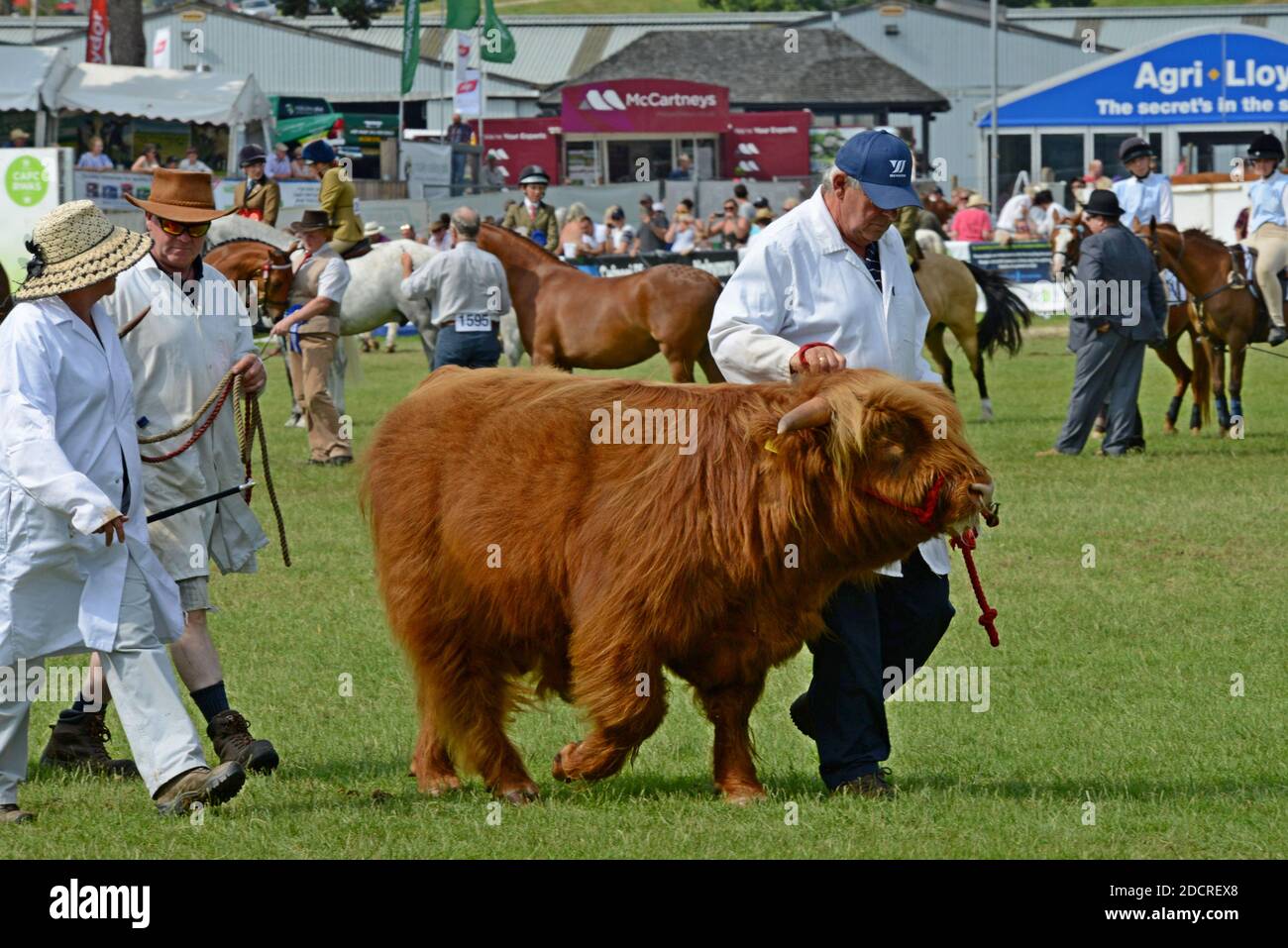 Prize winning Highland cattle in the show ring at the 100th Royal Welsh ...