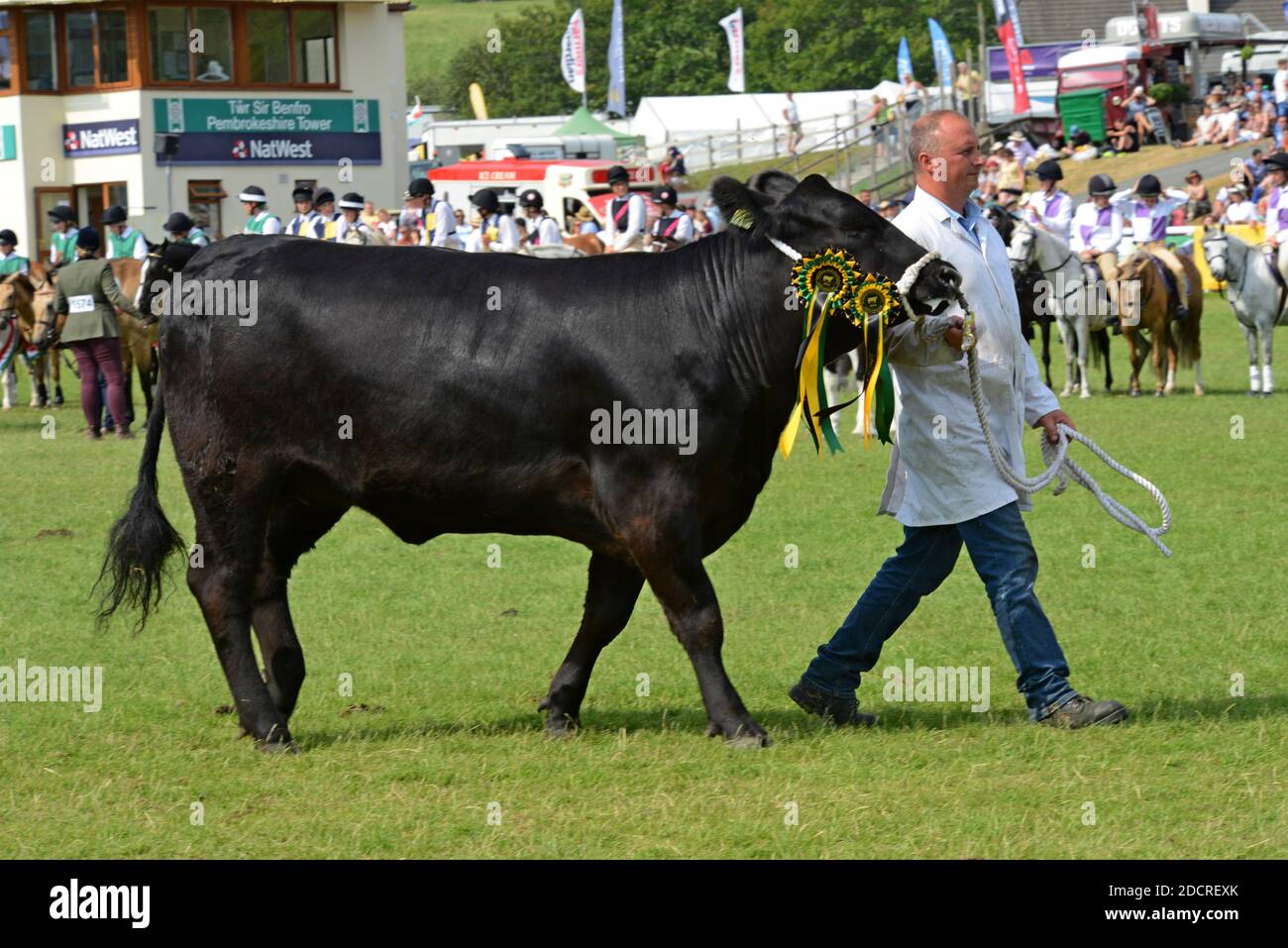 Prize winning cattle in the show ring at the 100th Royal Welsh Show ...