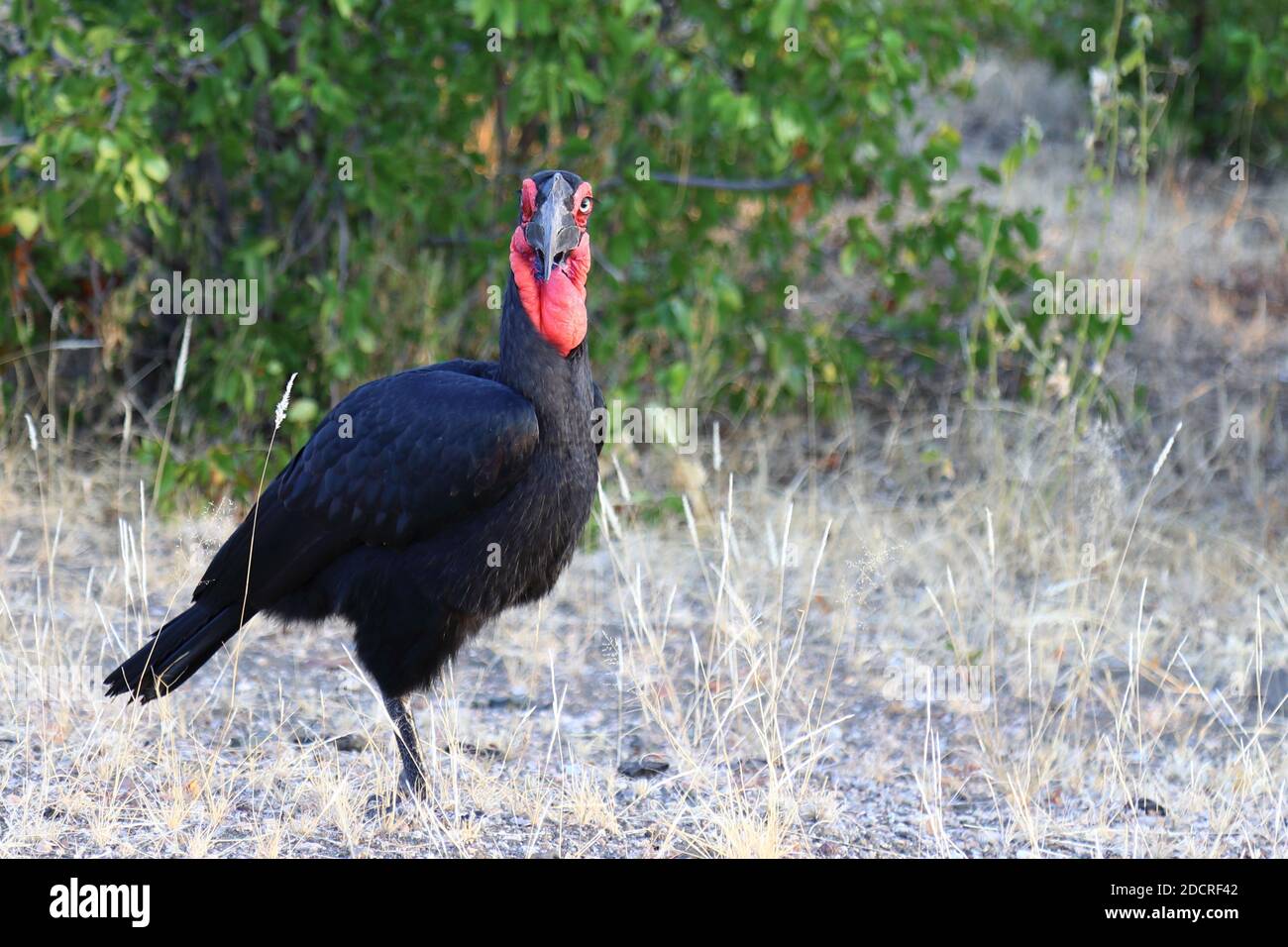 Africa Animals Wildlife Nature Stock Photo - Alamy