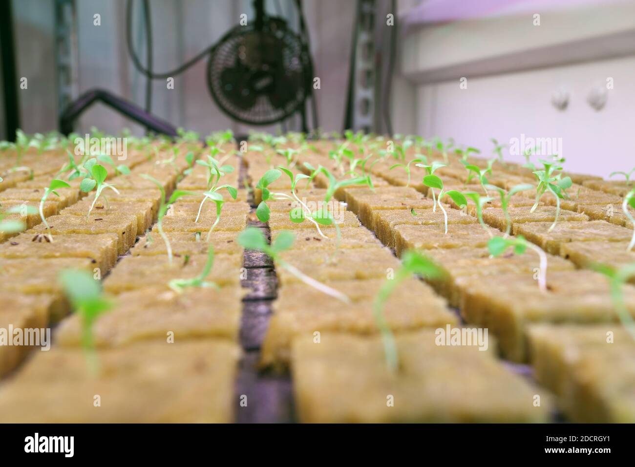 GREAT BRITAIN /London / Urban farm growing pea shoots under LED ...