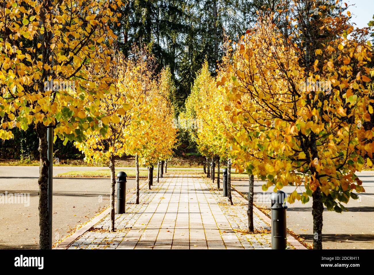 Autumn scenery - alley with small trees in a park Stock Photo - Alamy