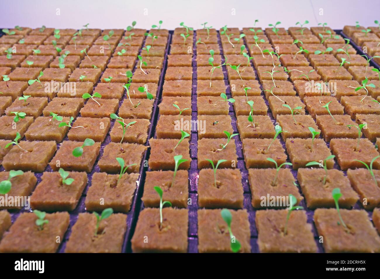 GREAT BRITAIN /London / Urban farm growing pea shoots under LED ...