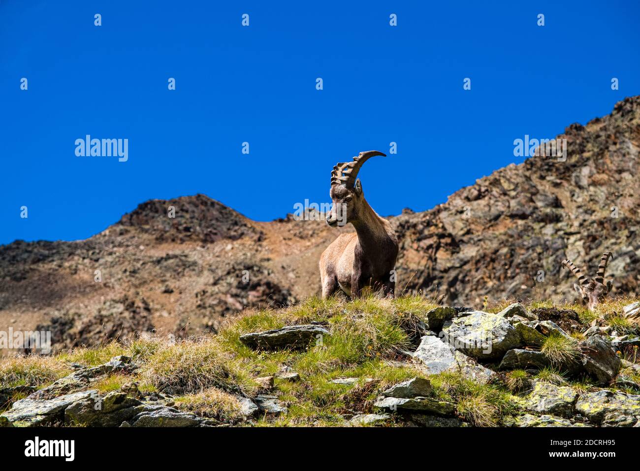 A young male Ibex (Capra ibex), standing on the pastures in the Piz ...