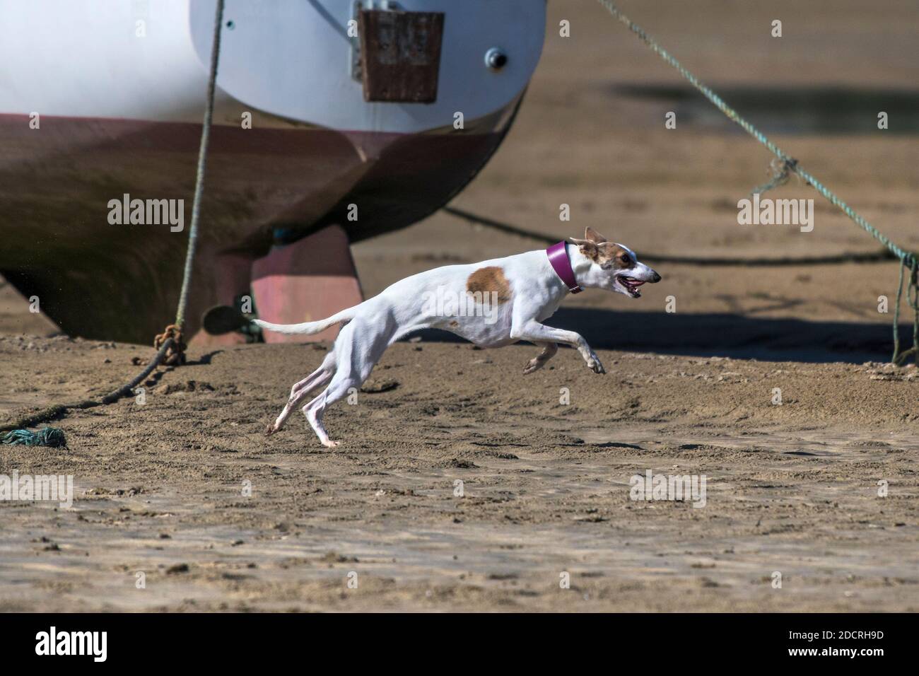 A Whippet dog running at speed across a beach Stock Photo - Alamy