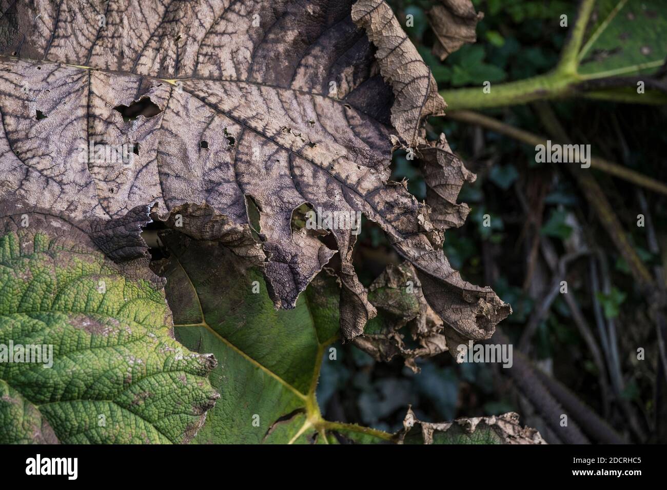 Dried damaged leaf hi-res stock photography and images - Alamy