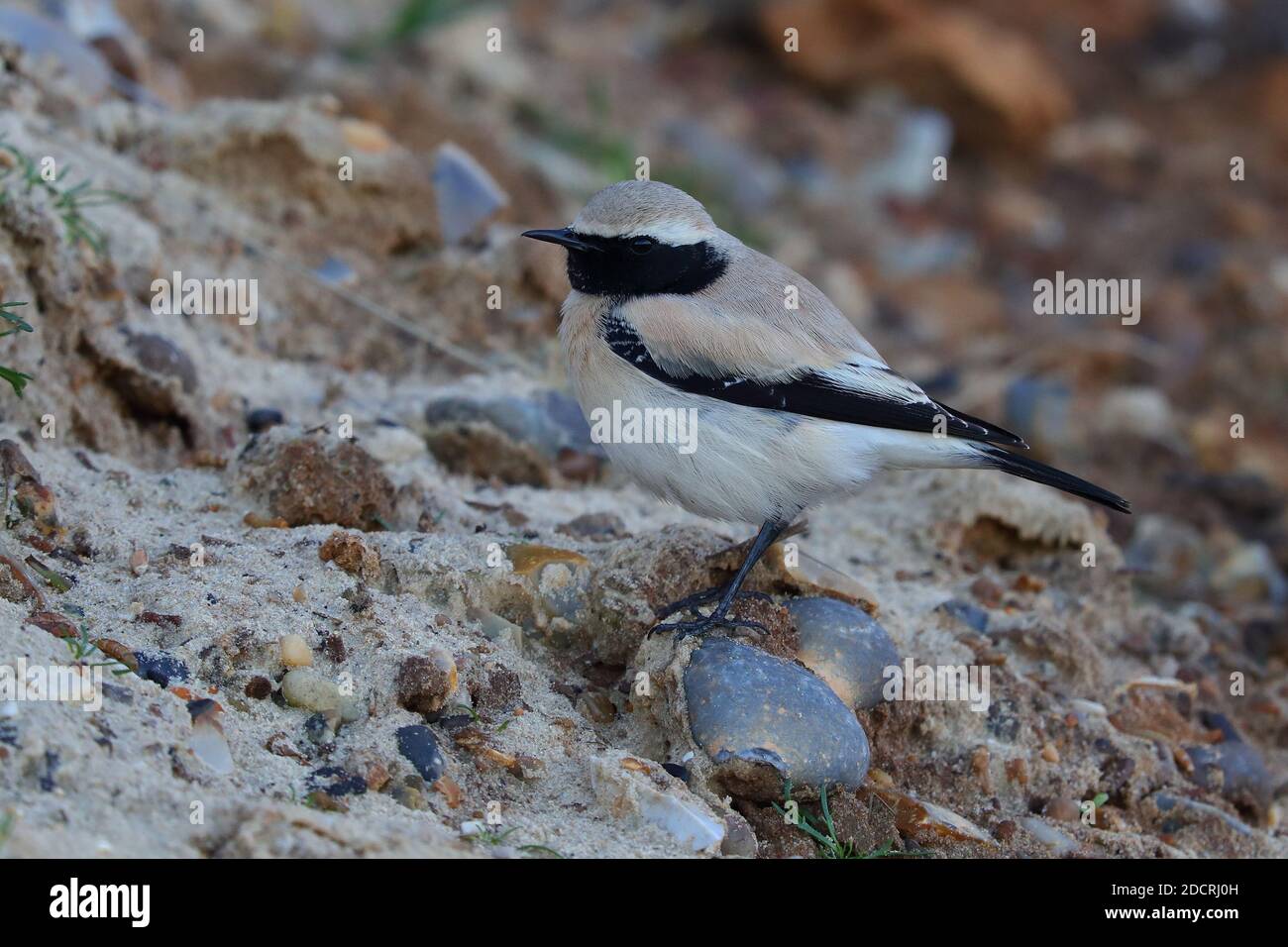 Adult male Desert Wheatear Stock Photo - Alamy