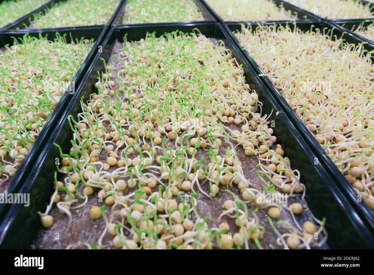 GREAT BRITAIN /London / Urban Farms / Pea shoots Stock Photo - Alamy