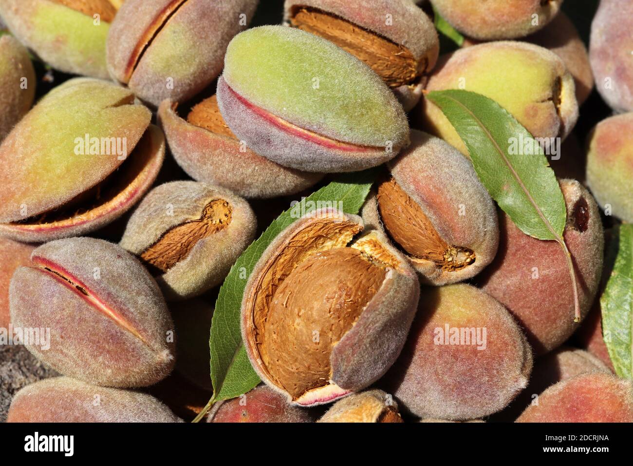Harvest of almonds. Healthy foods Stock Photo - Alamy