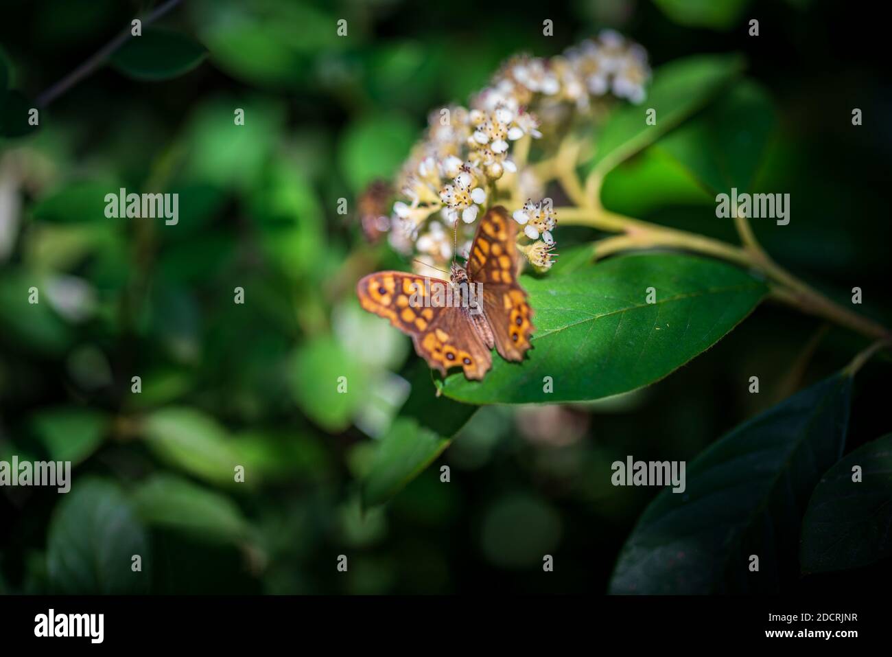 Butterfly joints hi-res stock photography and images - Alamy
