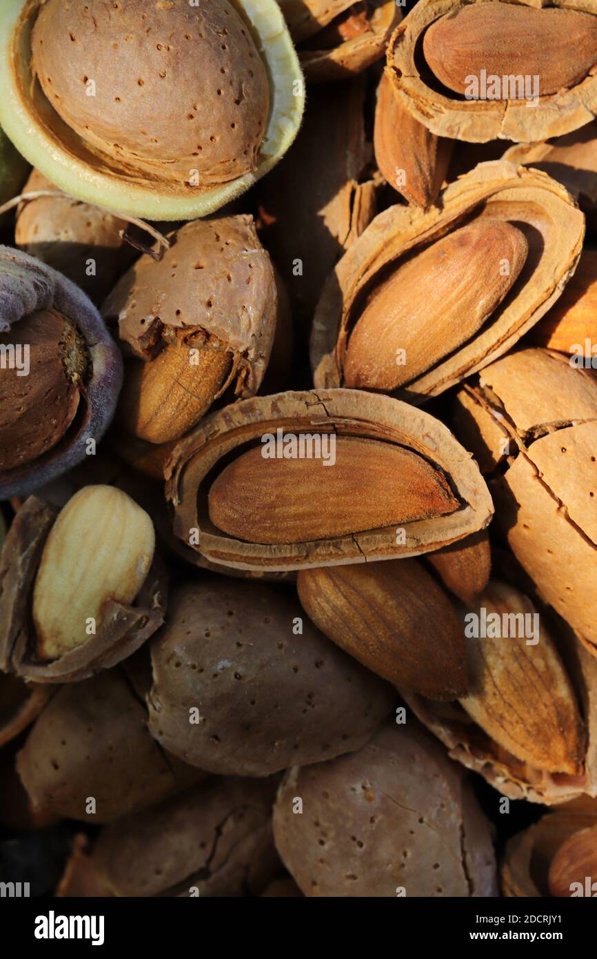 almond harvest time - broken almonds Stock Photo - Alamy