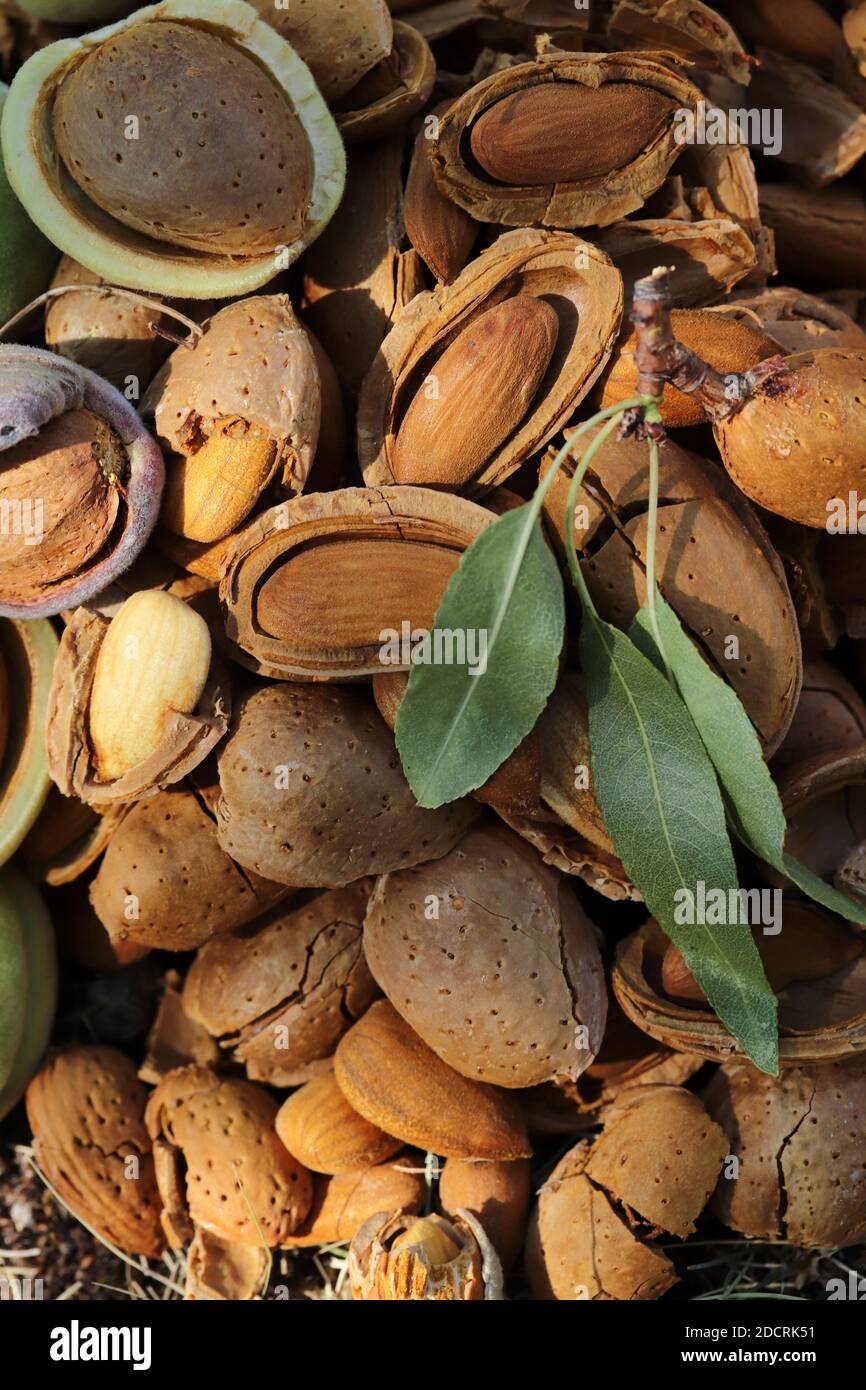 almond harvest time - broken almonds Stock Photo - Alamy
