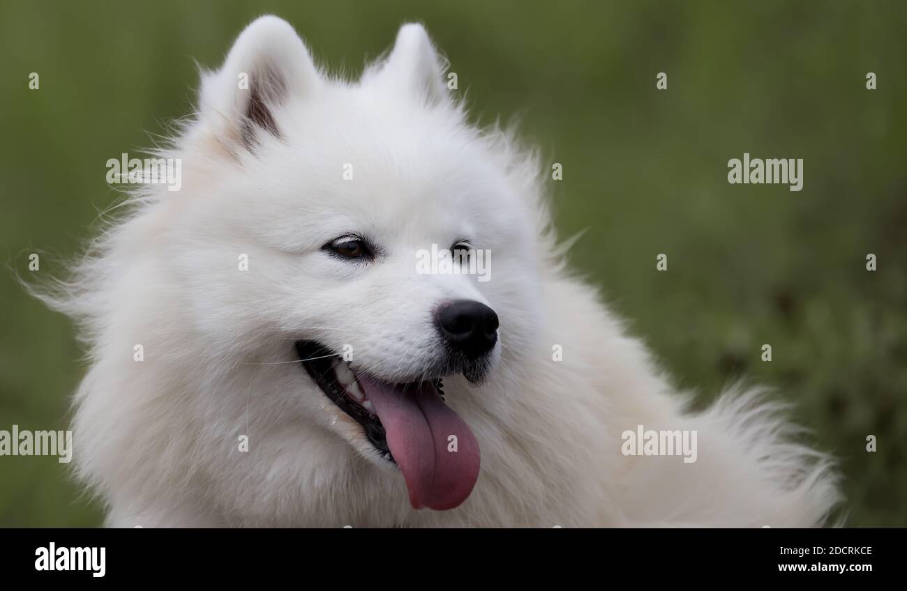 Samoyed close up hi-res stock photography and images - Alamy