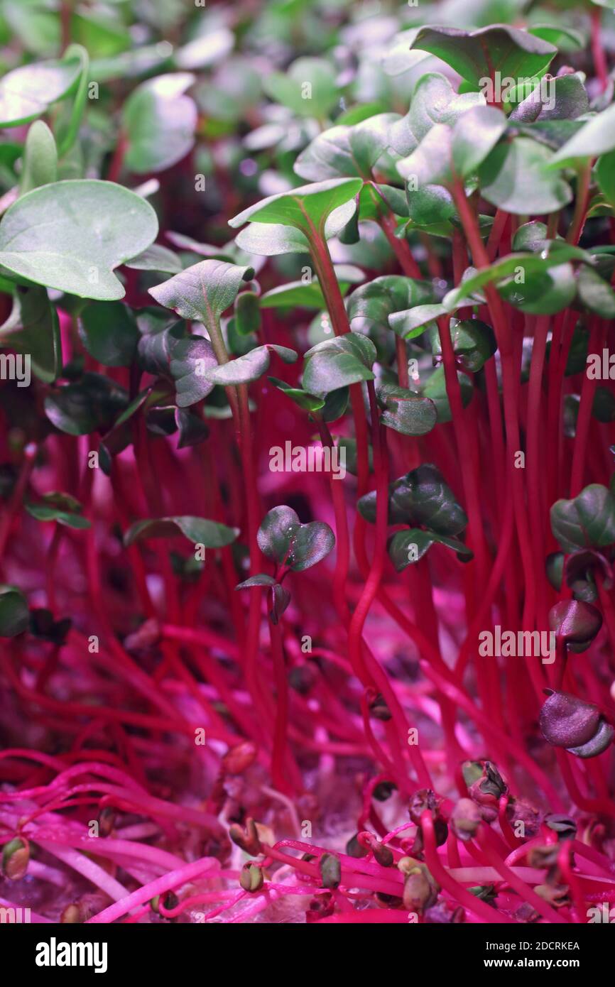 Urban farm growing Organic Sprouting Seeds under LED lighting Stock ...