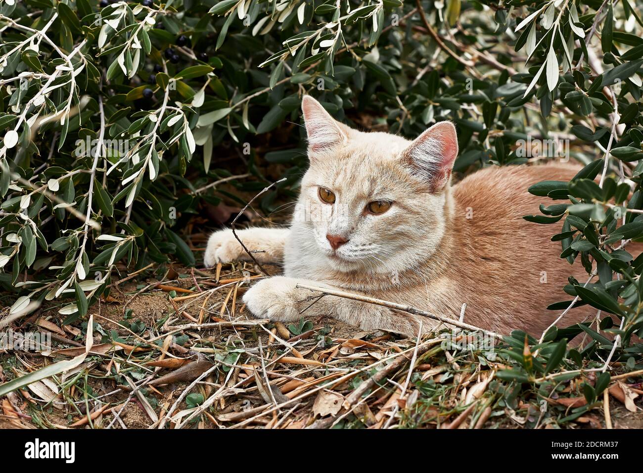 Portrait of beautiful ginger fur cat in foliage of an olive tree ...