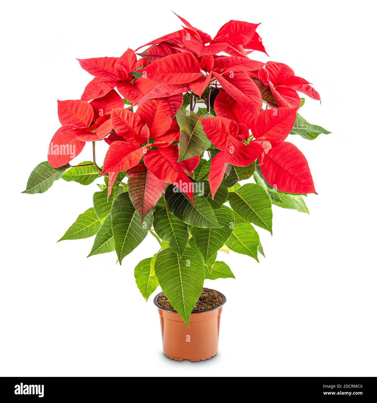 Red star plant Cut Out Stock Images & Pictures - Alamy