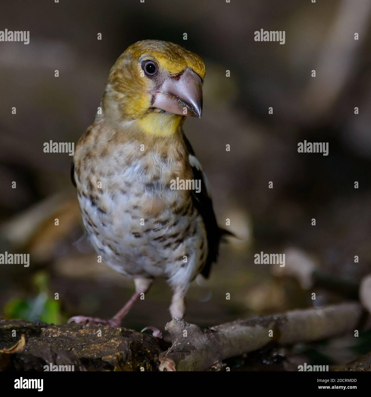 Young hawfinch hi-res stock photography and images - Alamy